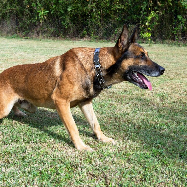 Are Belgian Malinois Aggressive? Understanding This Breed