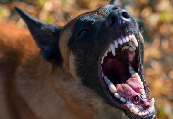 Belgian Malinois Lifespan: How to Keep Your Mal Thriving