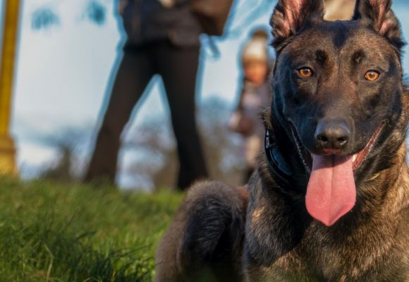 Belgian Malinois Ears: How To Fix Flopped Malinois Ears? Best tips