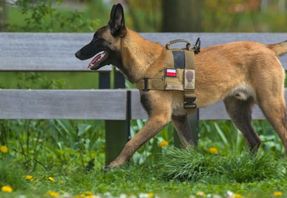 Sable Belgian Malinois: 11 Things You Need to Know About Them