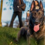 Sable Belgian Malinois: 11 Things You Need to Know About Them