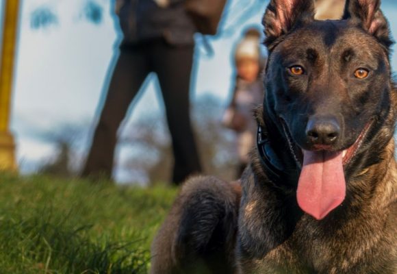 9 Common Belgian Malinois Health Issues: Reasons & Treatment