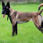 Sable Belgian Malinois: 11 Things You Need to Know About Them