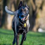 Sable Belgian Malinois: 11 Things You Need to Know About Them