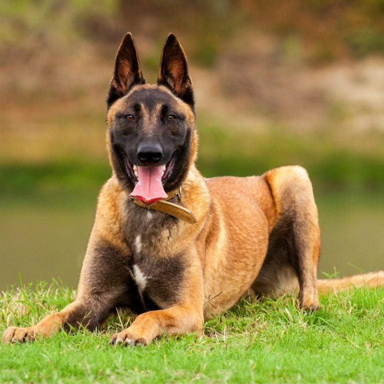 4 Types of Belgian Shepherds: A Guide to Belgian Dog Breeds