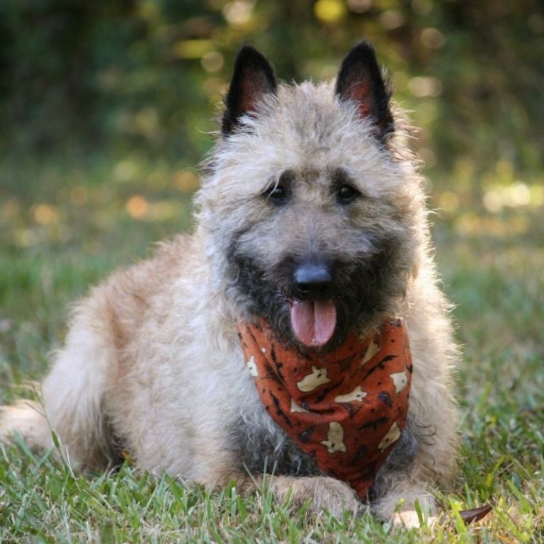 4 Types of Belgian Shepherds: A Guide to Belgian Dog Breeds