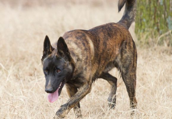 Belgian Malinois Jumping: How High Can These Dogs Leap?