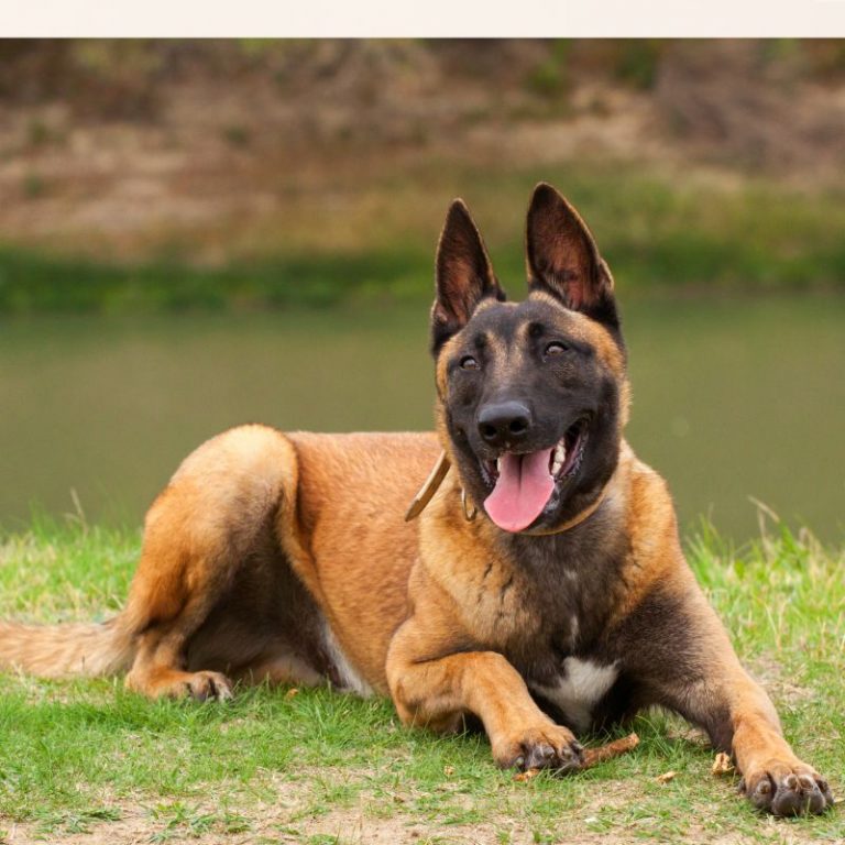 Belgian Malinois Size and Weight Through Life Stages